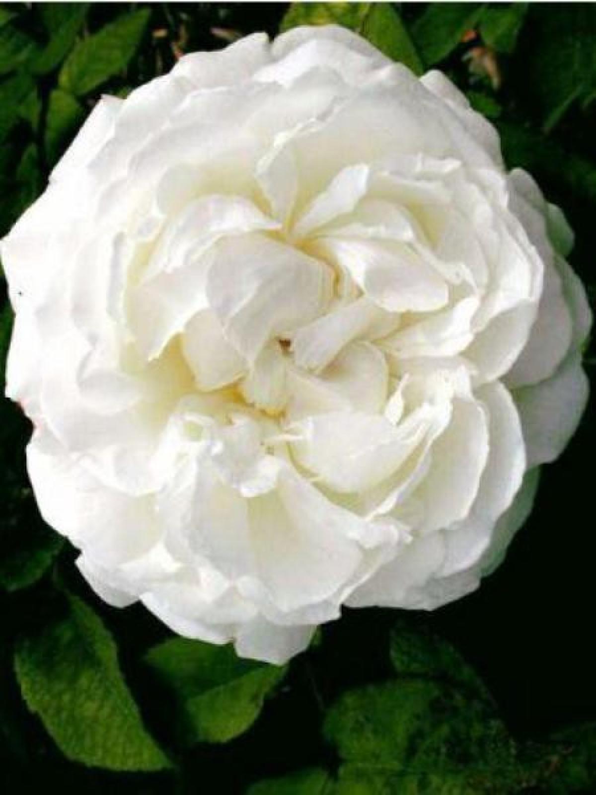 Rosa Winchester Cathedral Auscat - Rose anglaise David Austin aux ...