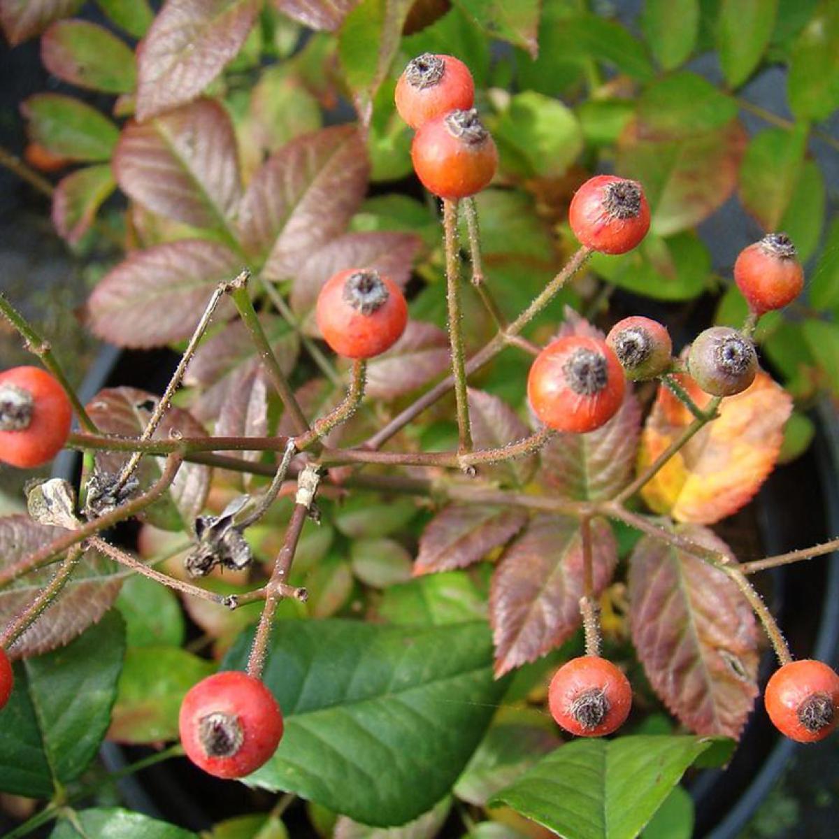 Rosa Sibelius LENbar - Rosier arbustif remontant - Des bouquets de ...