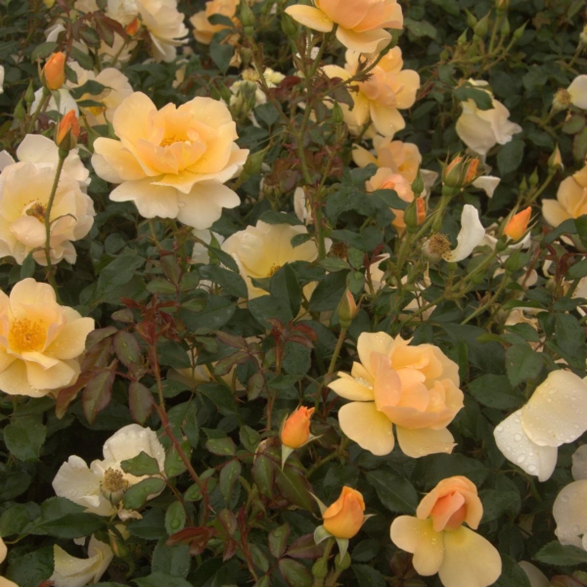 Rosa Amber Sun, obtention Kordes, rosiers couvre sol, floribunda.