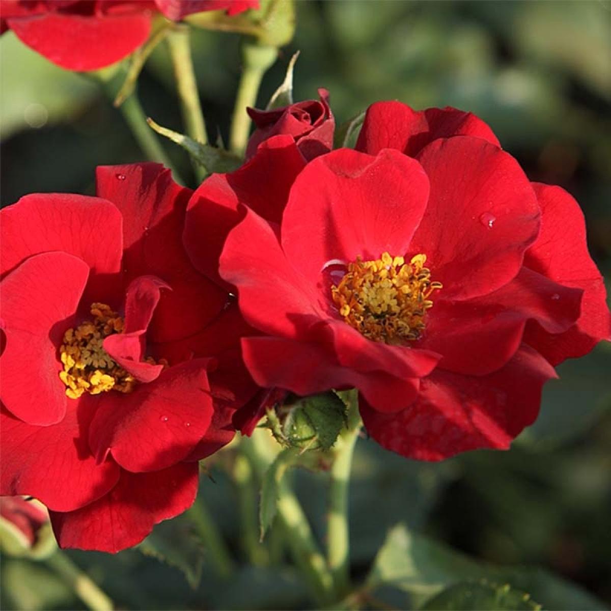 Rosier couvre-sol Marondo - Rosier paysager à floraison rouge velours.