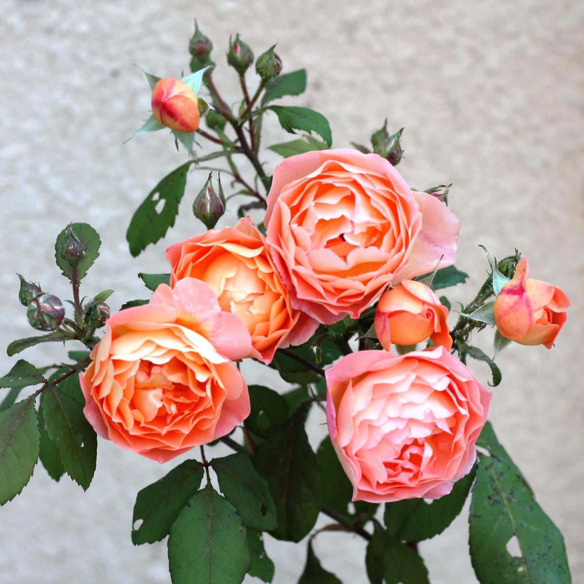 Rosa Lady Emma Hamilton® - Ausbrother - Rose anglaise David Austin ...