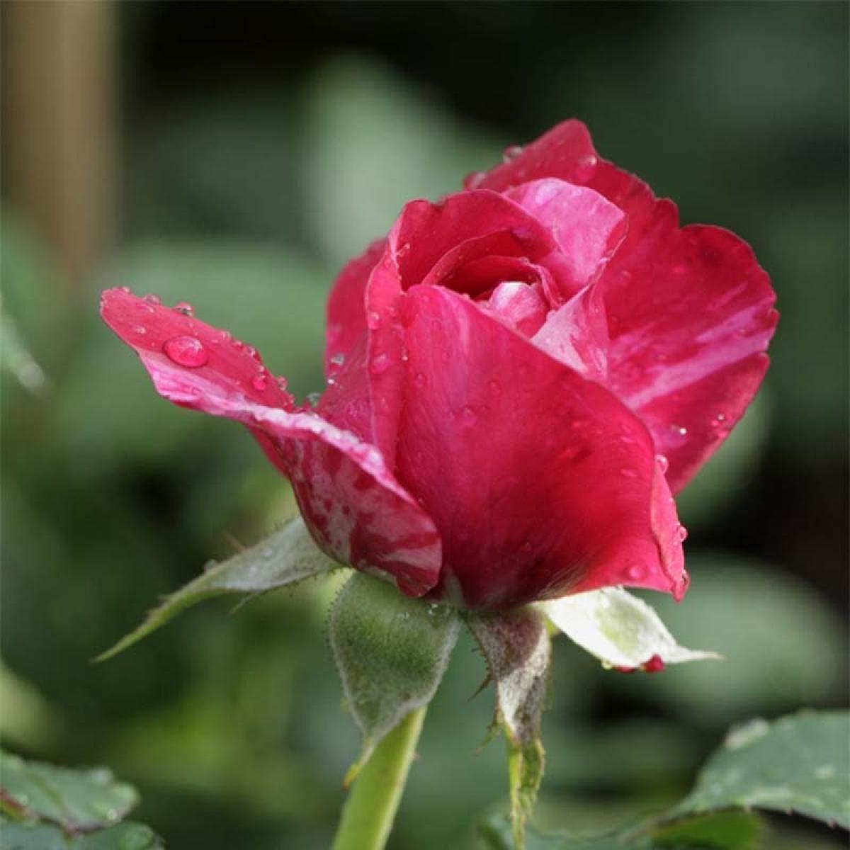 Rosier grimpant Easy Fashion Nirpwow - Rosier remontant à grandes ...