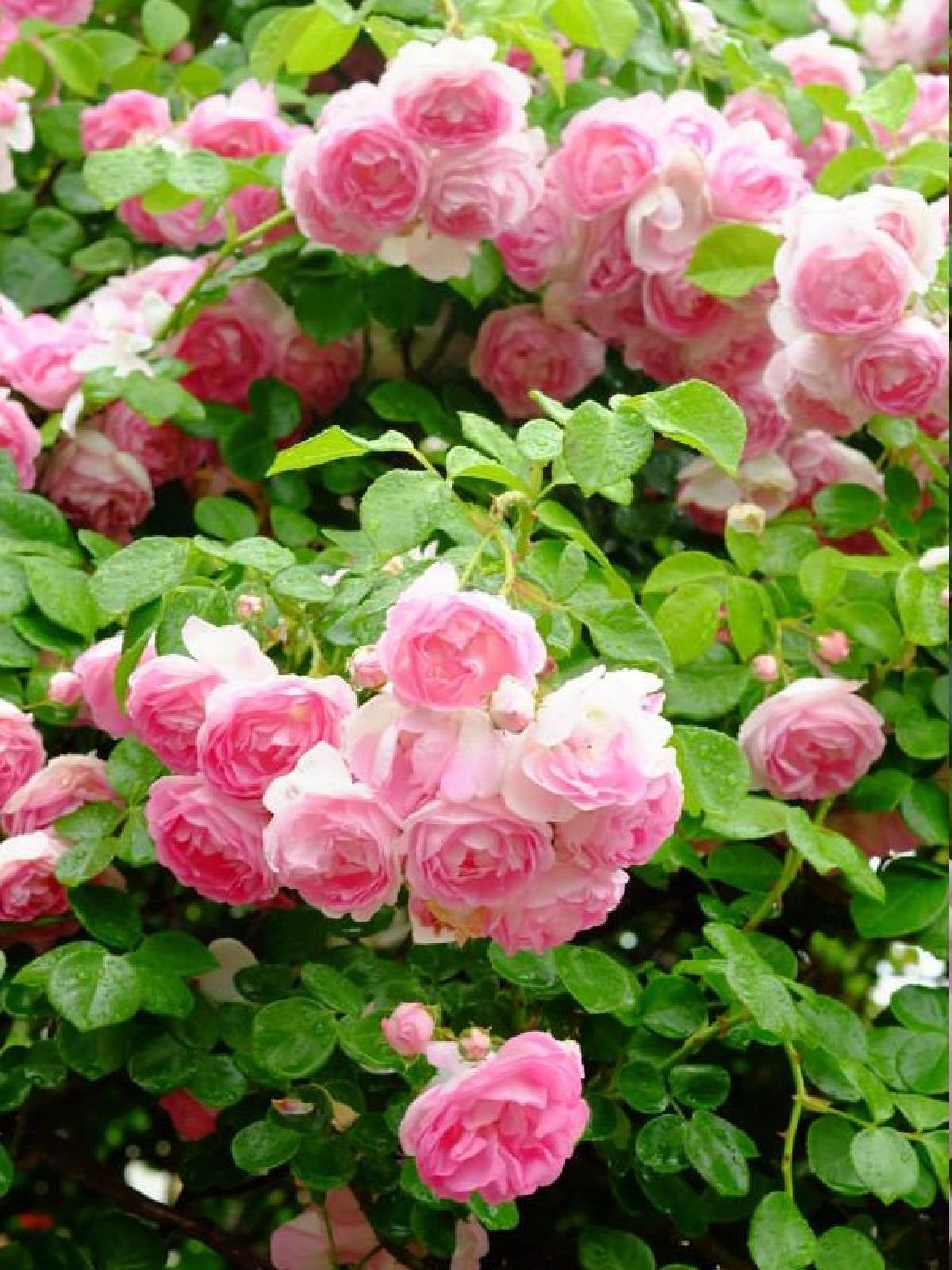 Rosier Climbing Max Jasmina® - Rosier grimpant Kordes label ADR, Fleurs ...