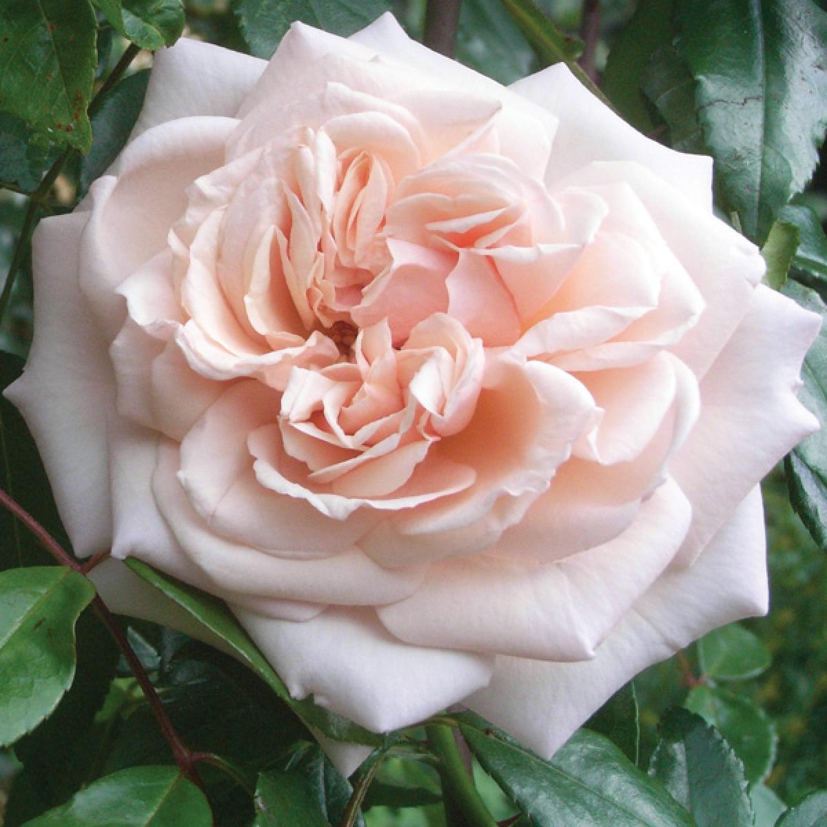 Rosier grimpant Penny LaneUn magnifique coloris rose tendre pour ce ...