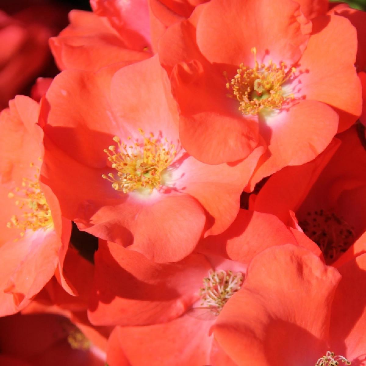 Rosa Decorosier® Isalia® - Rosier labellisé ADR® - Rose orange corail.