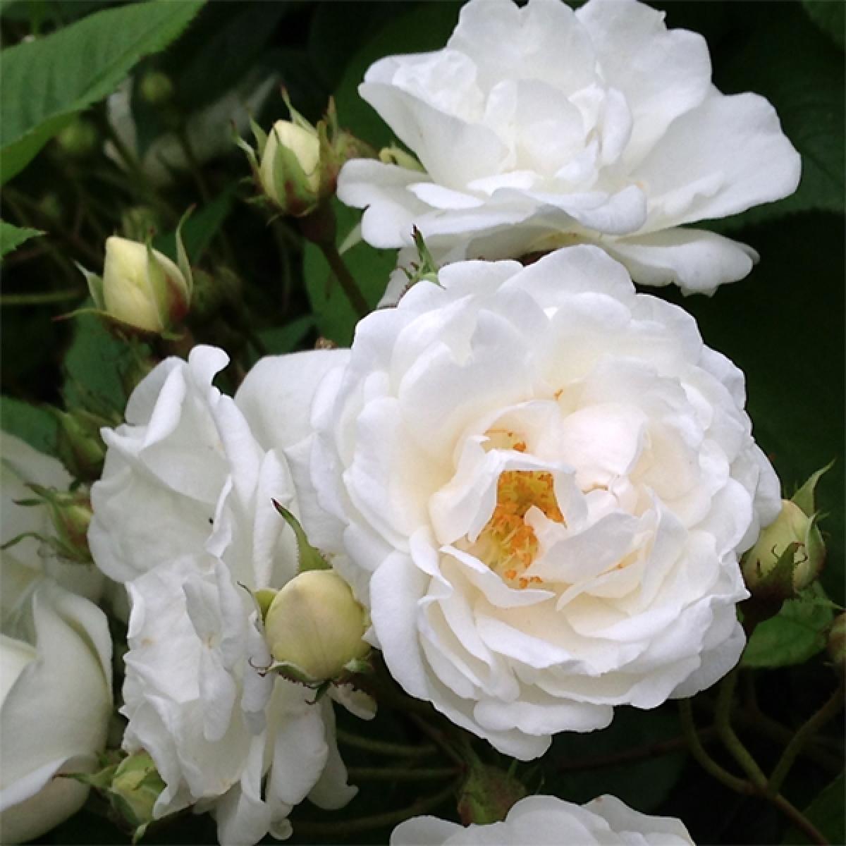 Rosa x banksiae Purezza (The Pearl) - Rosier de Banks - Liane à fleurs ...