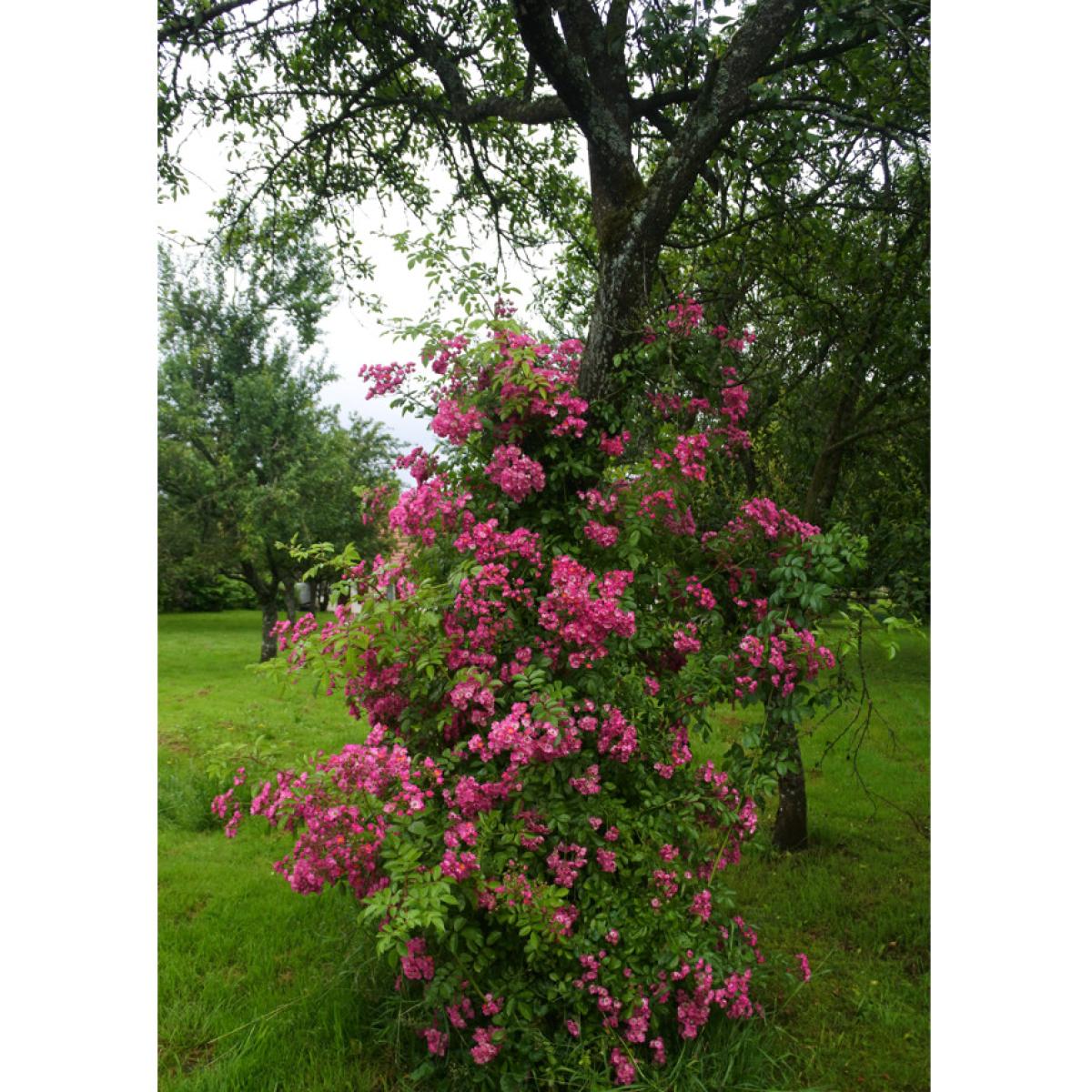 Rosier Maria Lisa - Rosier liane sans épines, aux bouquets de fleurs ...