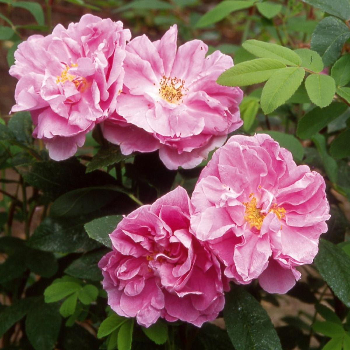 Rosa x rugosa Thérèse Bugnet - Rosier arbustif au bois rouge, fleurs ...