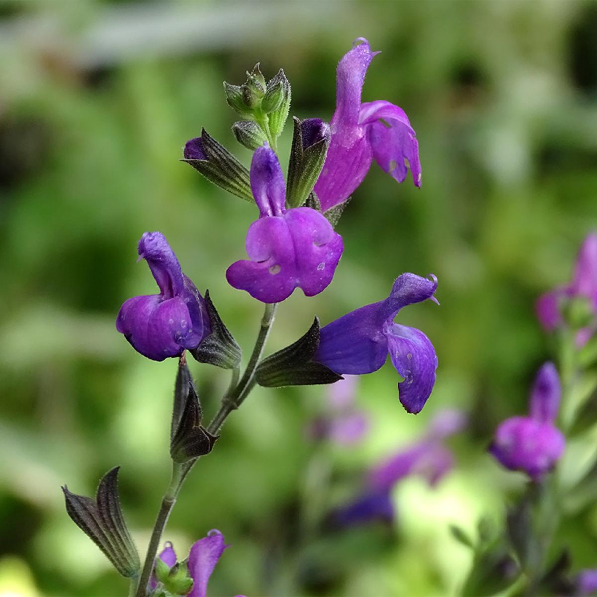 Salvia greggii Arctic Blaze Purple Novasalpur - Sauge arbustive ...
