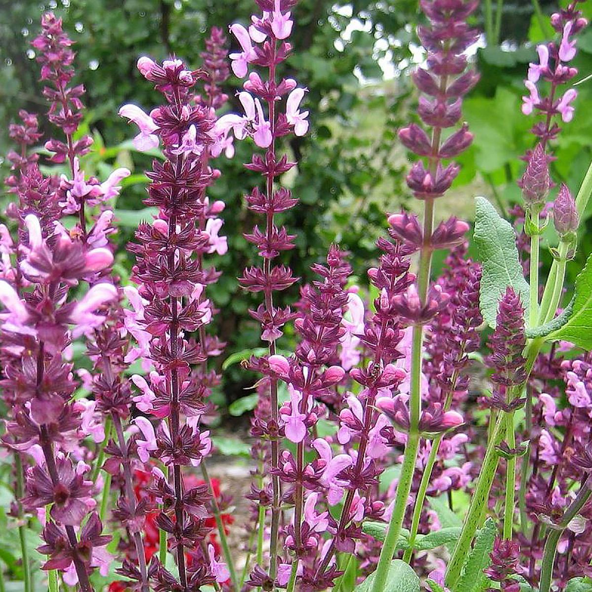 Salvia superba Reine Rose (Rose Queen) - Sauge à fleurs roses pourpré