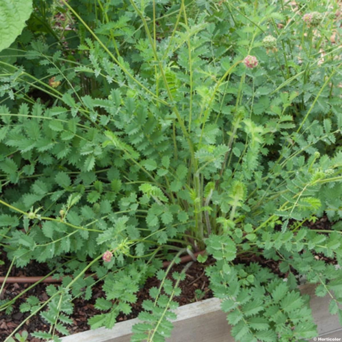 Petite pimprenelle - Sanguisorba minor en plant