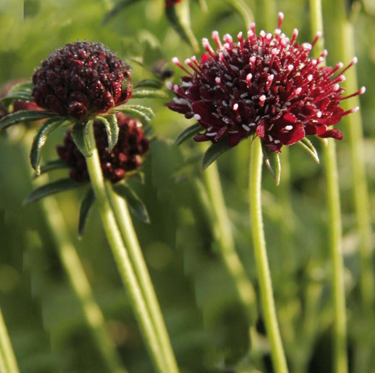 Scabieuse - Scabiosa atropurpurea Chile Black - Des fleurs presque noires