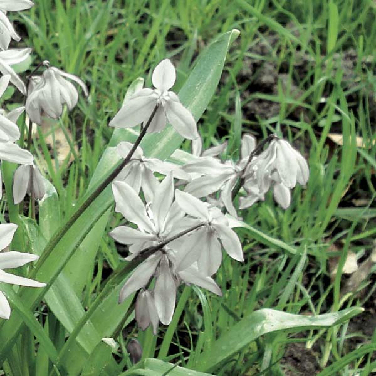 Scilla siberica Alba - Scille de Sibérie blanche - Othocallis - Bulbe ...
