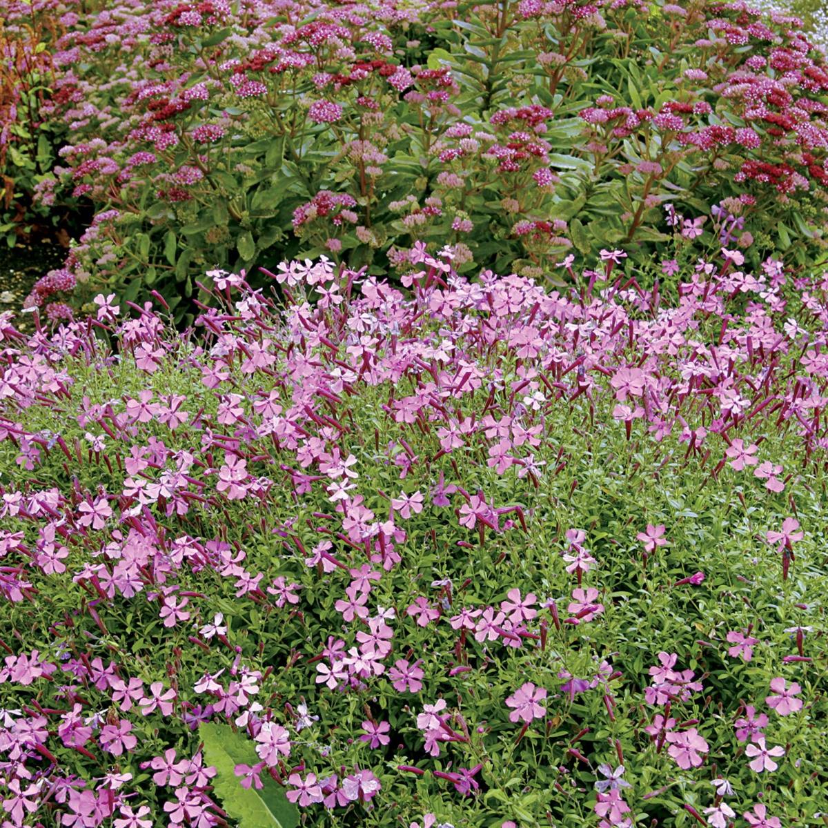 Silène schafta Splendens - Vivace tapissante à floraison rose