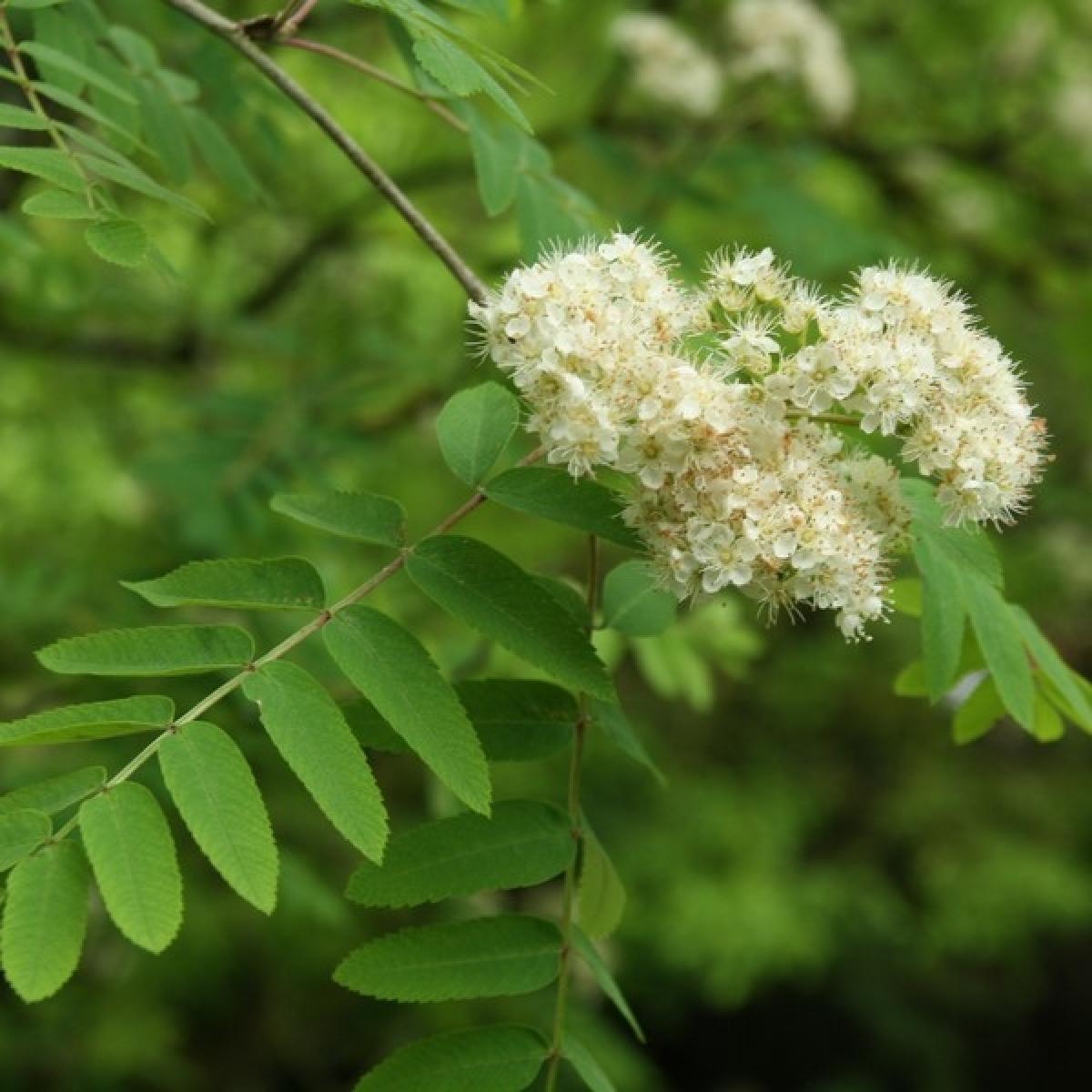 Sorbier des oiseleurs - Sorbus aucuparia, arbuste aux fruits rouge vif