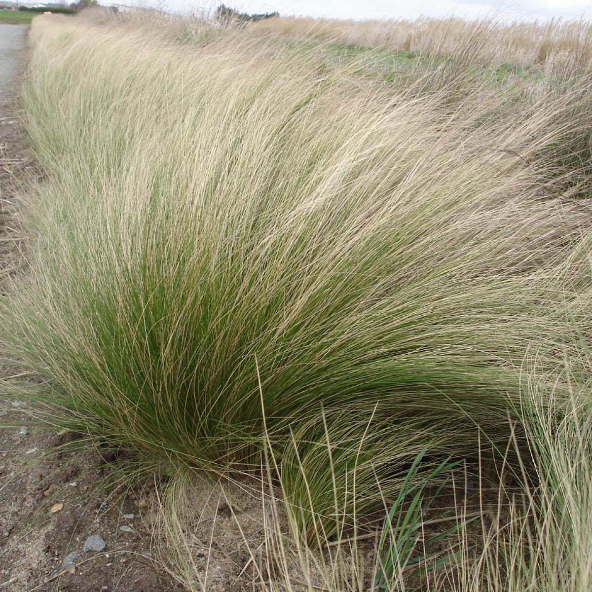 Cheveux d'ange - Stipa tenuifolia - Ponytail - Une graminée persistante ...