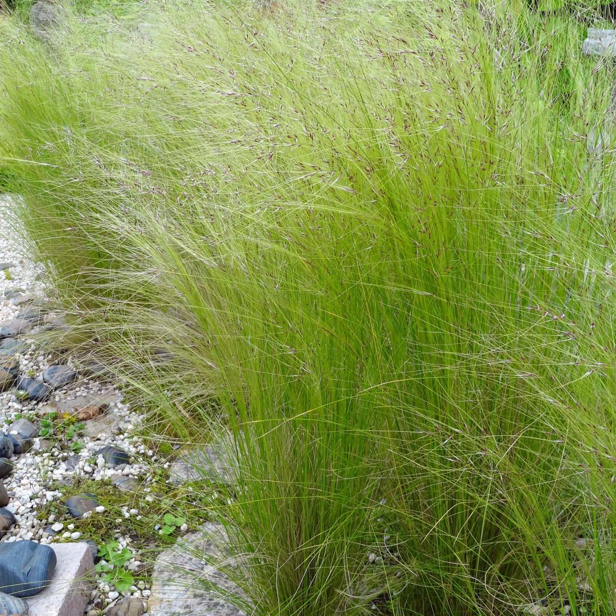 Cheveux d'ange - Stipa tenuifolia - Ponytail - Une graminée persistante ...
