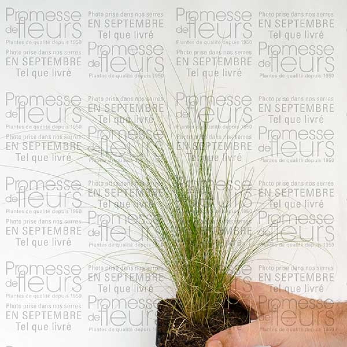 Cheveux d'ange - Stipa tenuifolia - Ponytail - Une graminée persistante ...