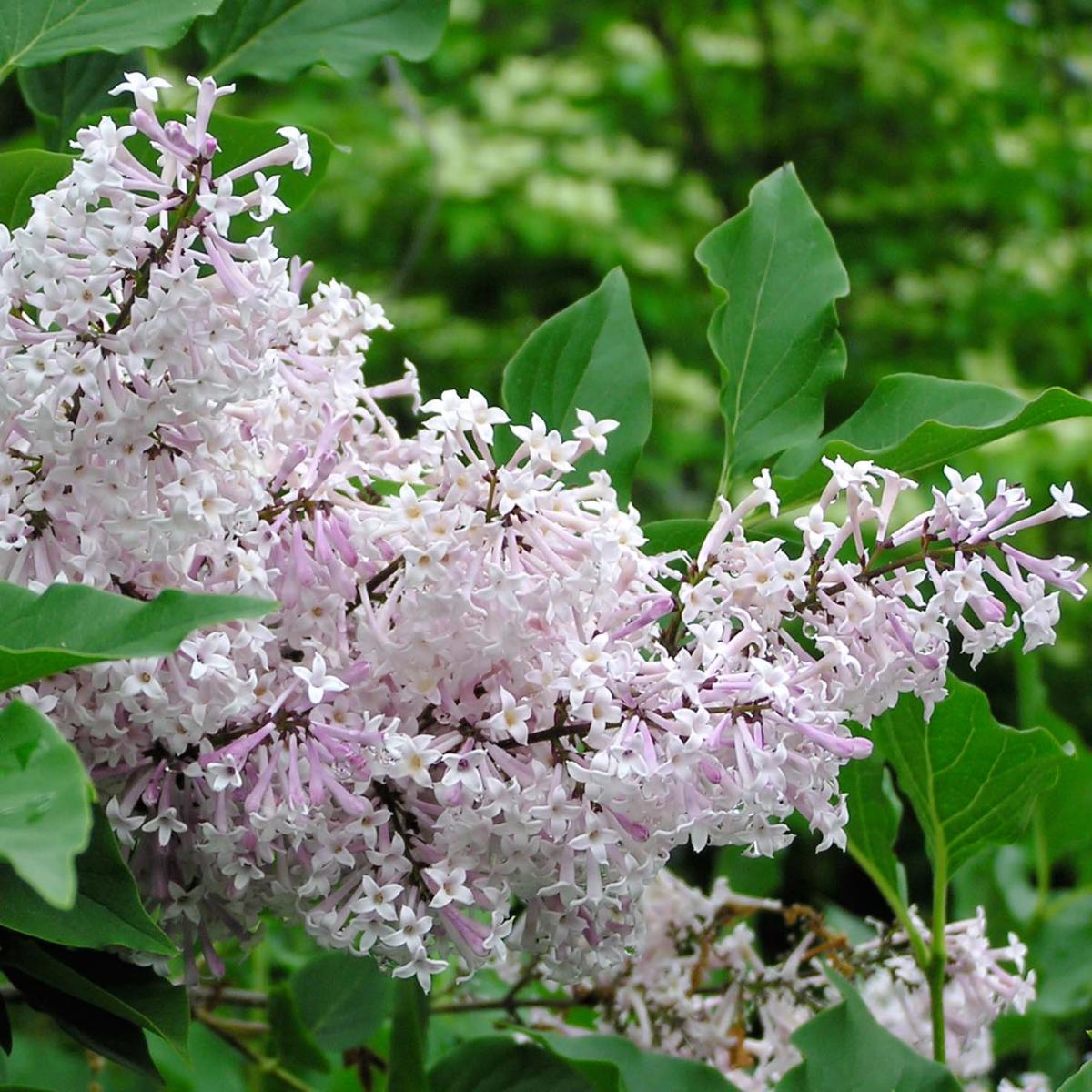 Syringa patula Miss Kim - Lilas de Chine à fleurs blanc ombré de lilas