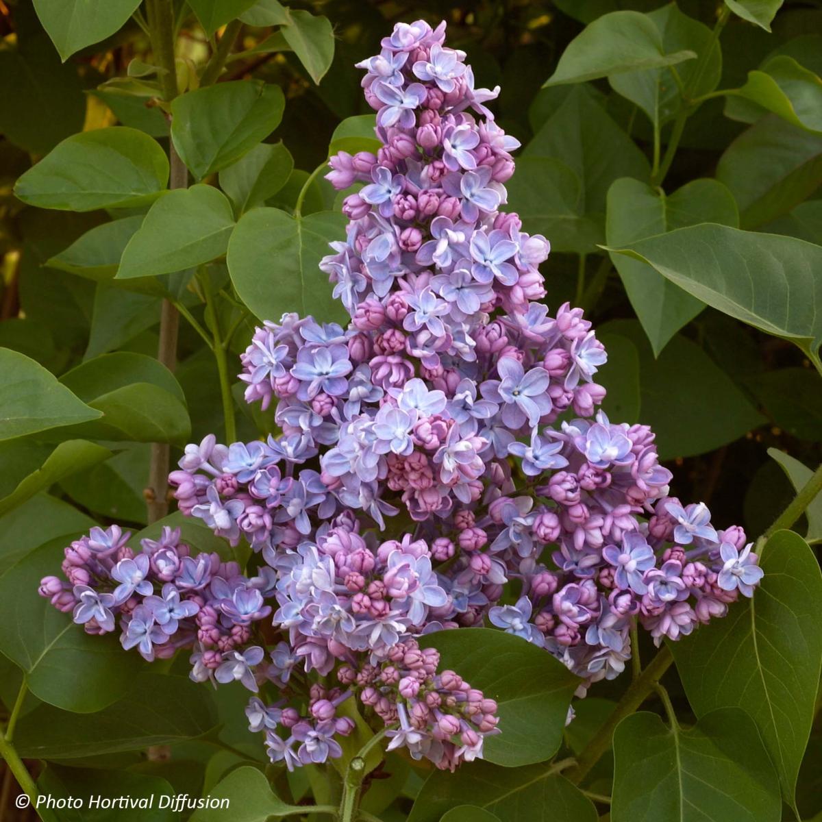 Syringa vulgaris Président Grevy - Lilas à floraison double bleu cobalt