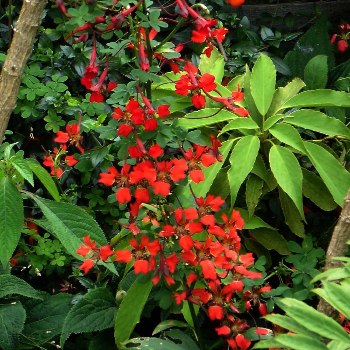 Capucine vivace rouge sang - Tropaeolum speciosum