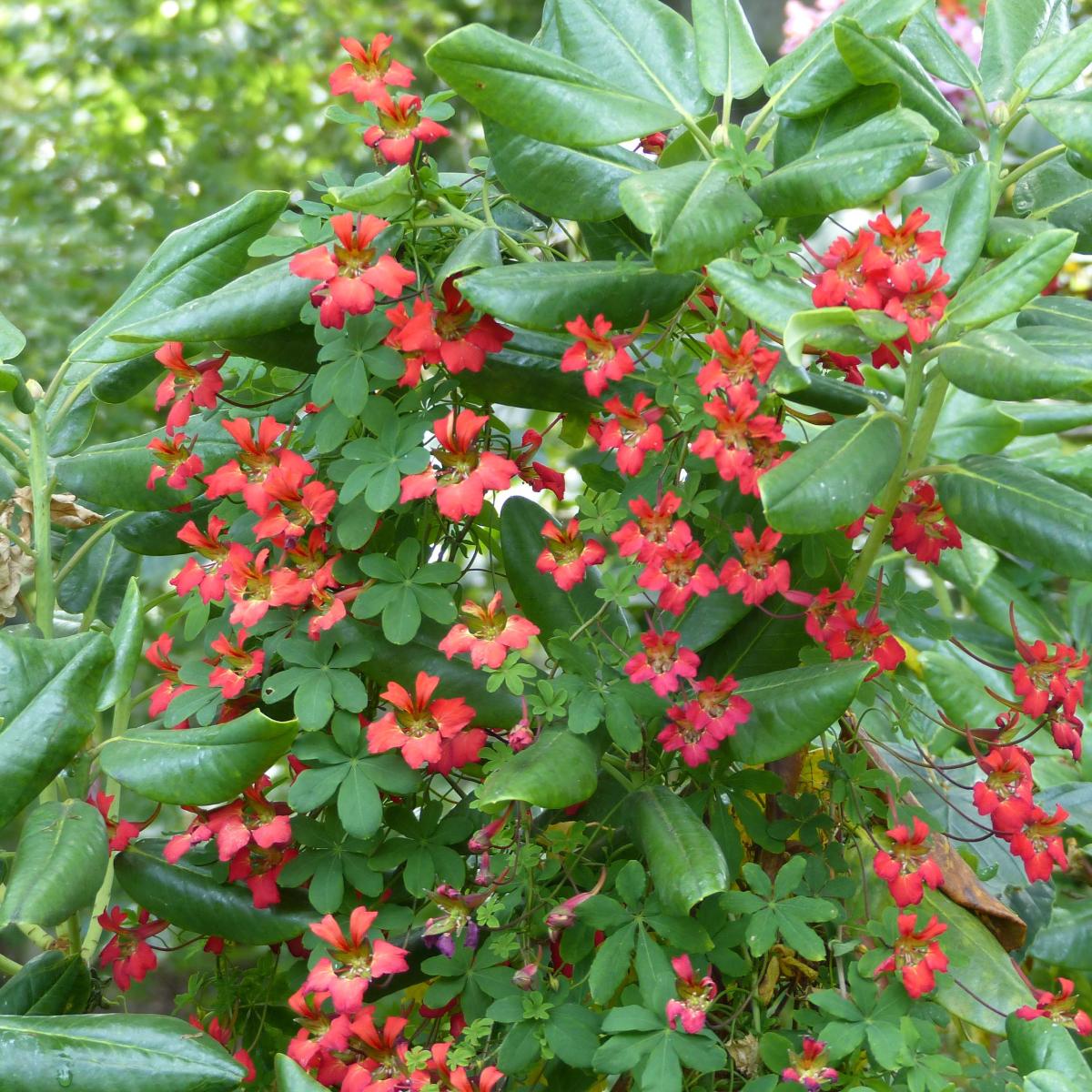 Capucine vivace rouge sang - Tropaeolum speciosum