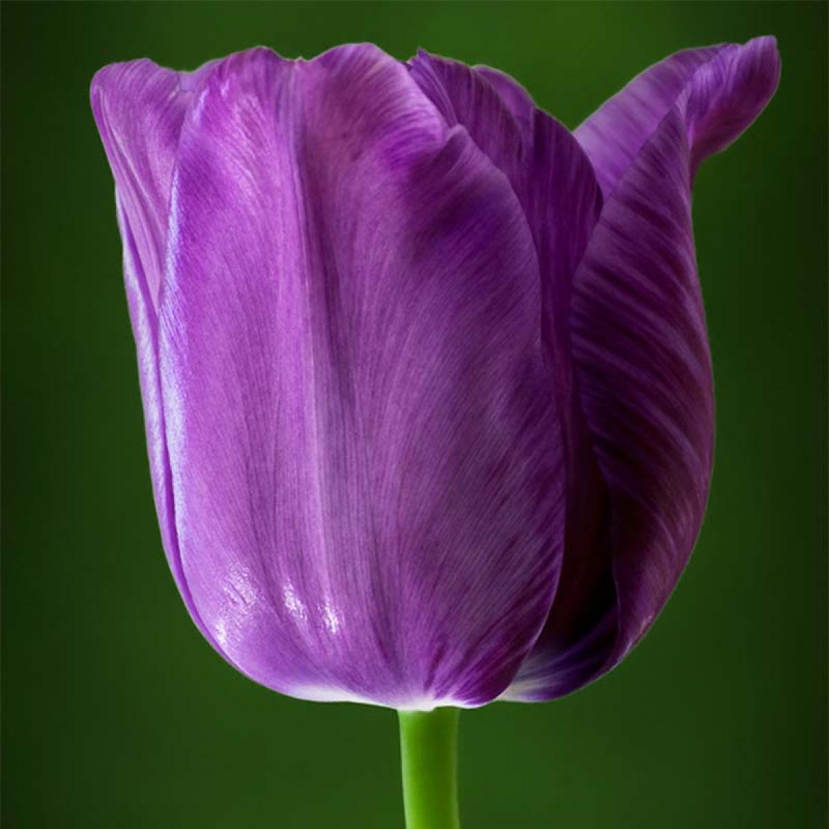 Tulipe Bleu Aimable (simple, tardive) - Bulbe - Fleur mauve lilas ...