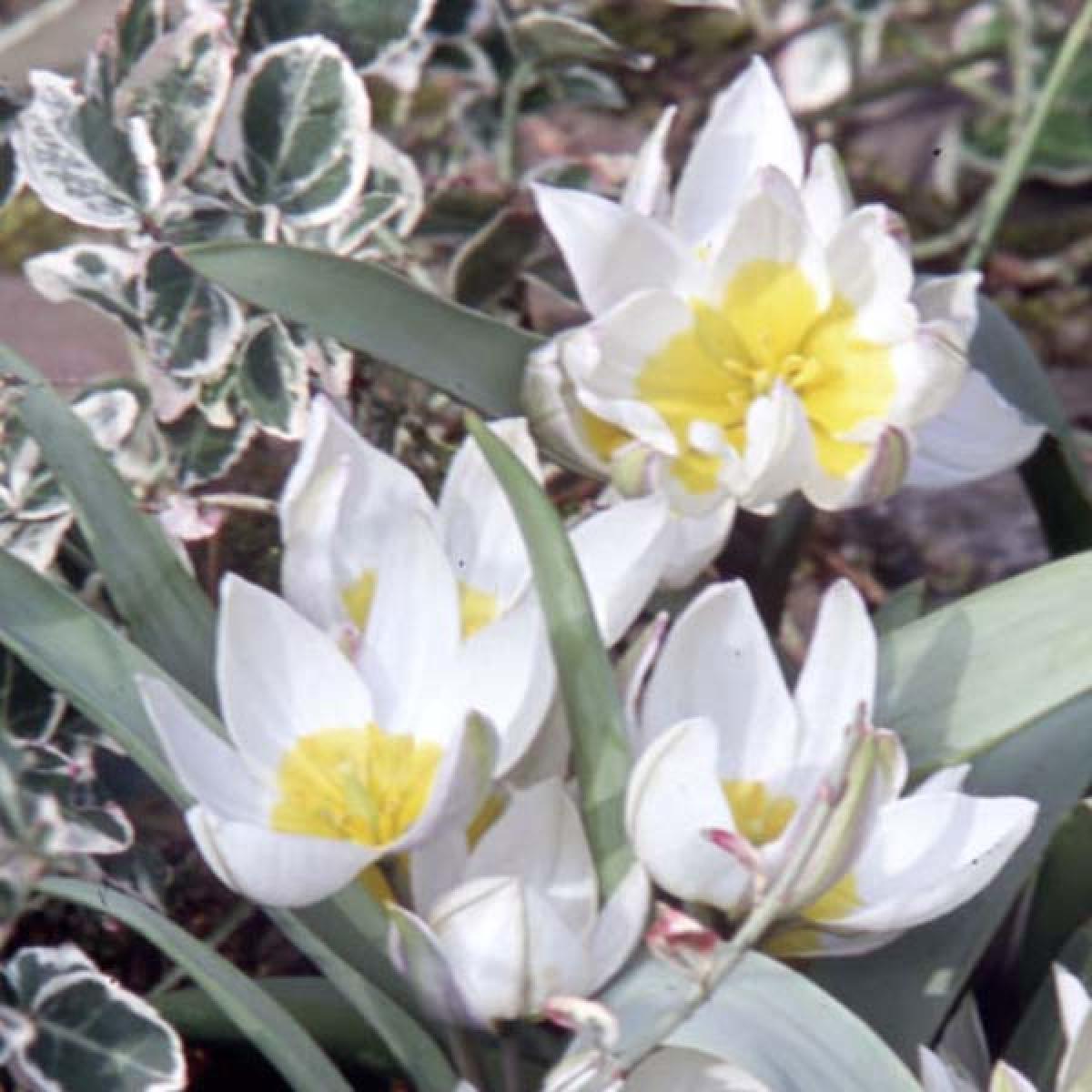 Tulipe botanique Polychroma - Bulbe - Variété à fleurs blanches et ...