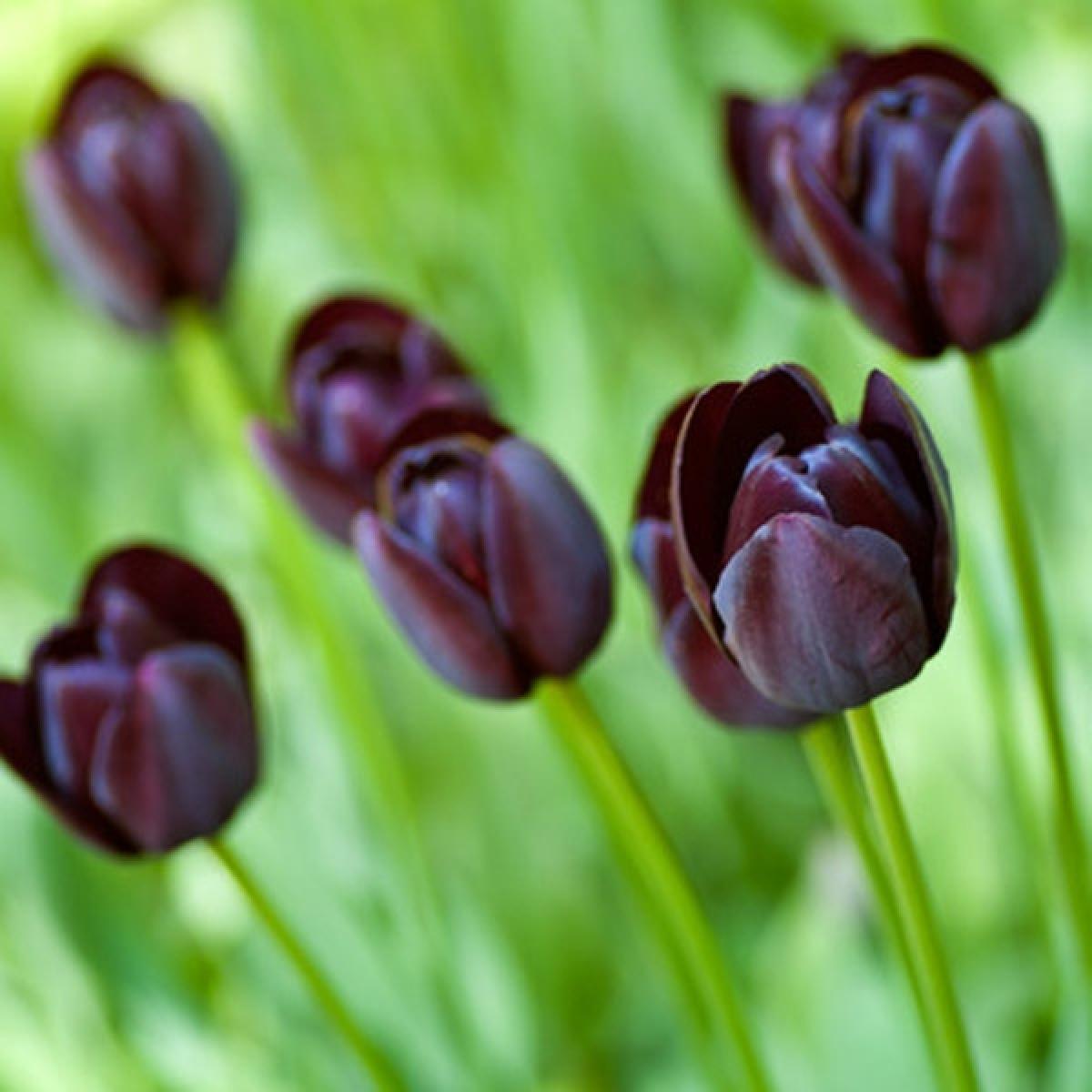 Tulipe simple tardive Reine de la Nuit (Queen of Night) - Bulbe - Des ...