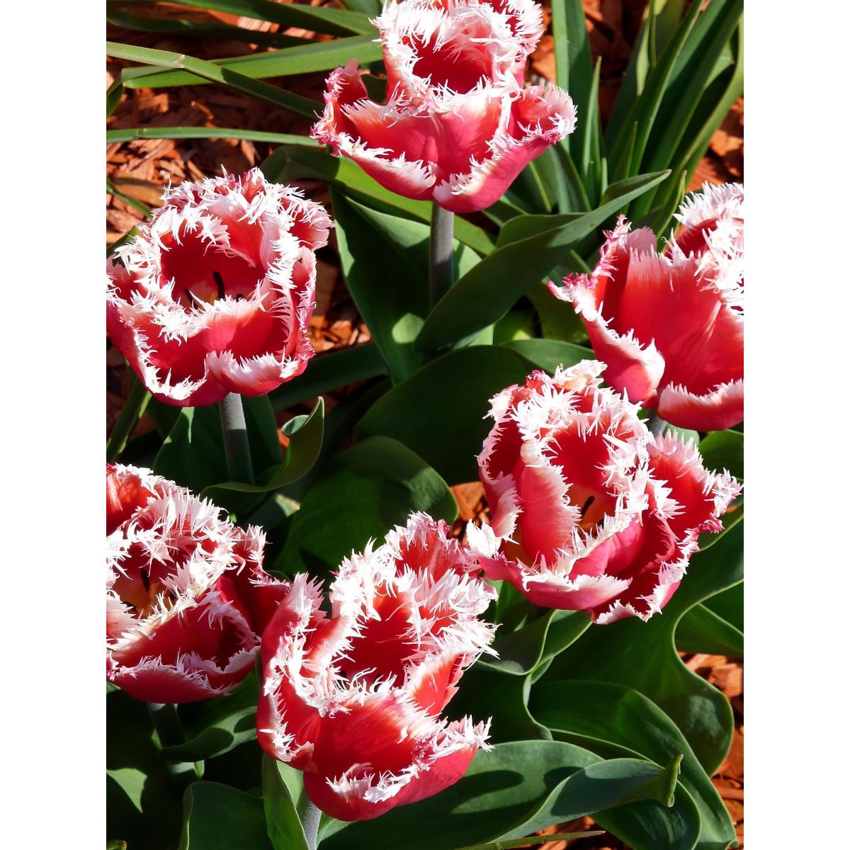 Tulipe dentelée New Santa - Bulbe - De jolies fleur rouge frangées de blanc