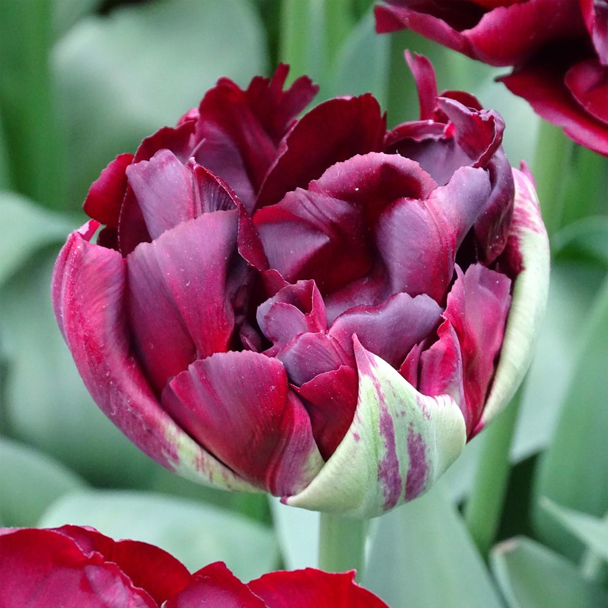 Tulipe double hâtive Palmyra - Bulbe à fleurs doubles pourpre-noir.