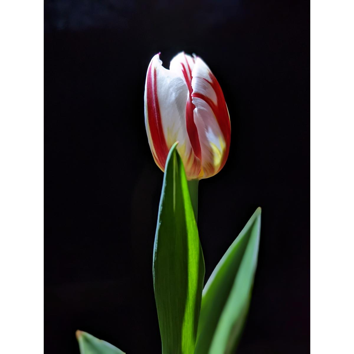 Tulipe Triomphe Happy Generation - Bulbe - Des fleurs blanches et rouge ...