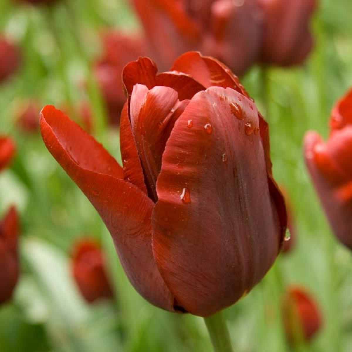 Tulipe Triomphe Jan Reus - Bulbe - Des fleurs rouge bordeaux velouté