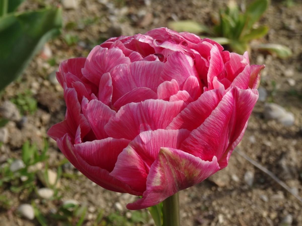 Tulipe double hâtive Aveyron - Bulbe - De magnifiques fleurs doubles de ...