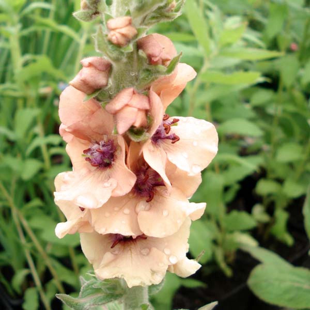 Verbascum Hybride Helen Johnson - Molène - Une grande vivace à fleurs ...
