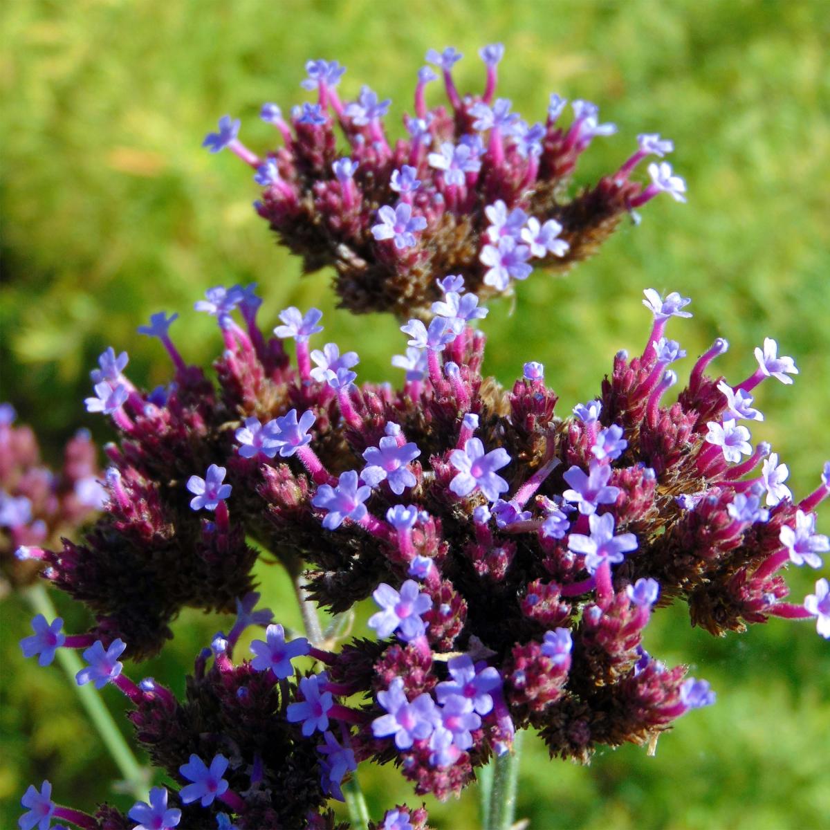 Verveine de Buenos Aires - Verbena bonariensis - Une grande vivace légère