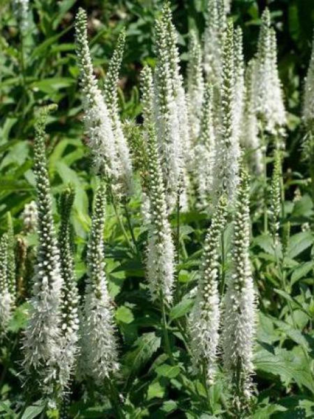 Veronica spicata Alba - Véronique en épis - Vivace aux gracieuses ...