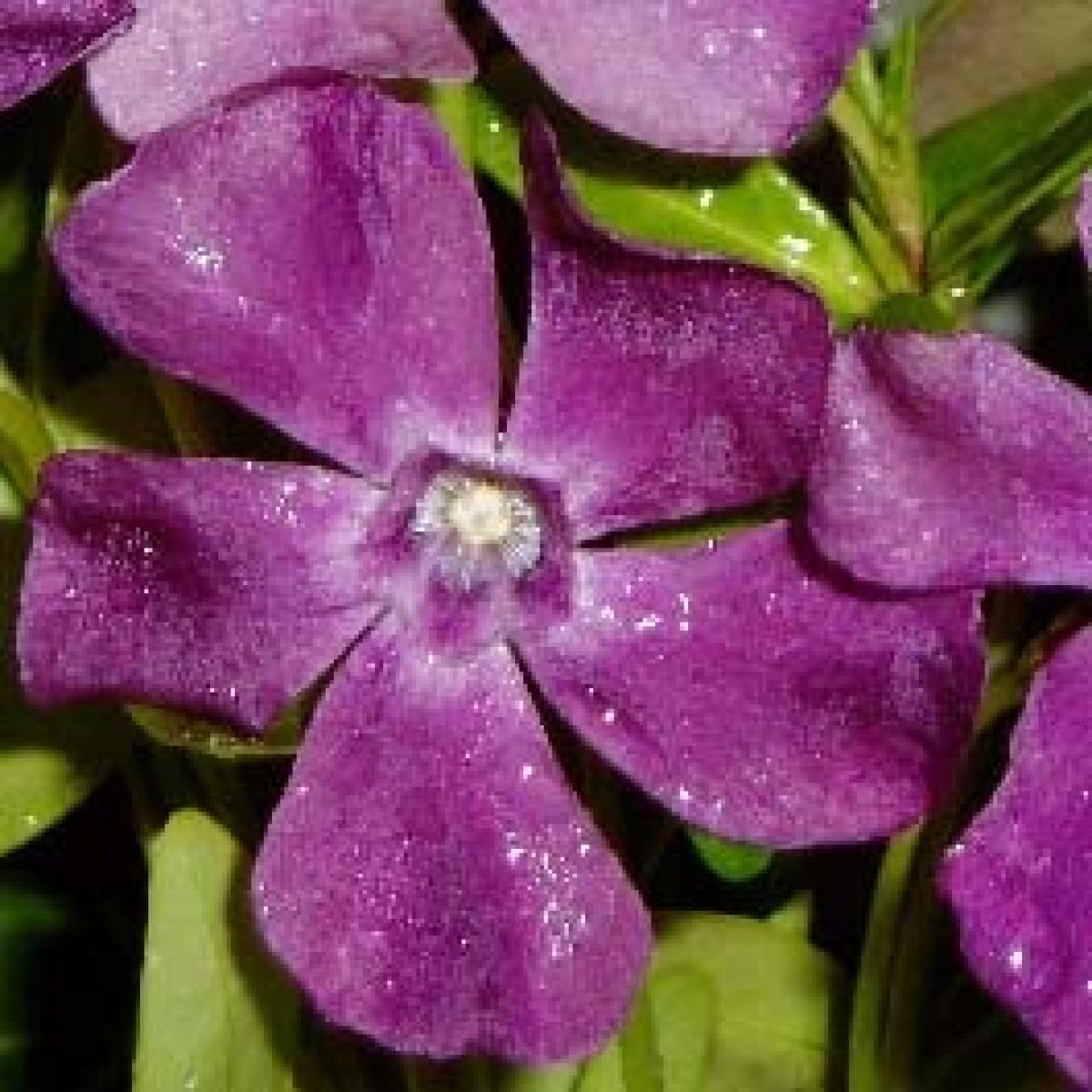 Pervenche - Vinca Minor Atropurpurea - Un couvre sol à jolies fleurs ...