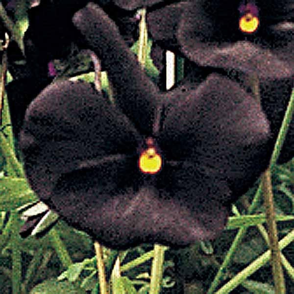 Viola Cornuta Martin - Violette cornue à fleurs noires