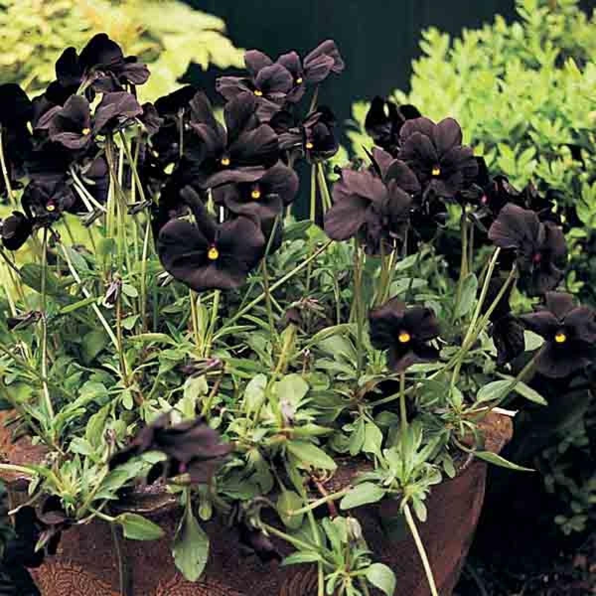 Viola Cornuta Martin - Violette cornue à fleurs noires