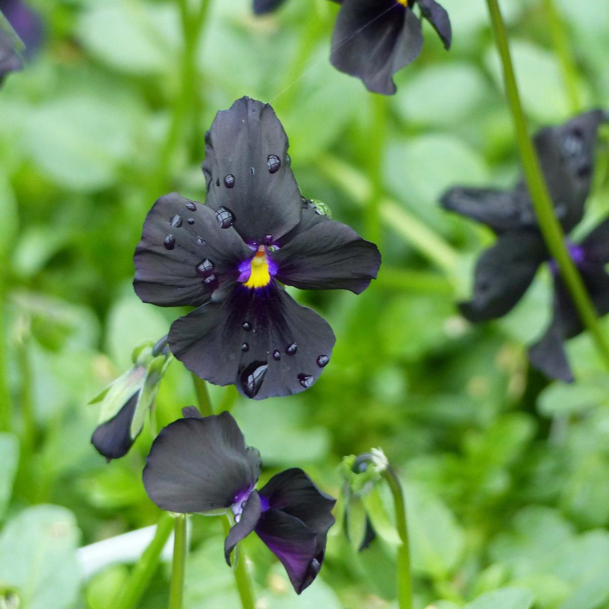 Viola Cornuta Martin - Violette cornue à fleurs noires