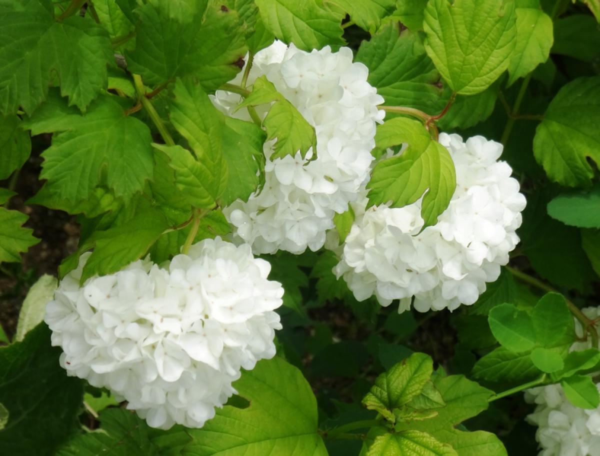 Viburnum opulus Roseum - Viorne Boule de Neige à fleurs blanches