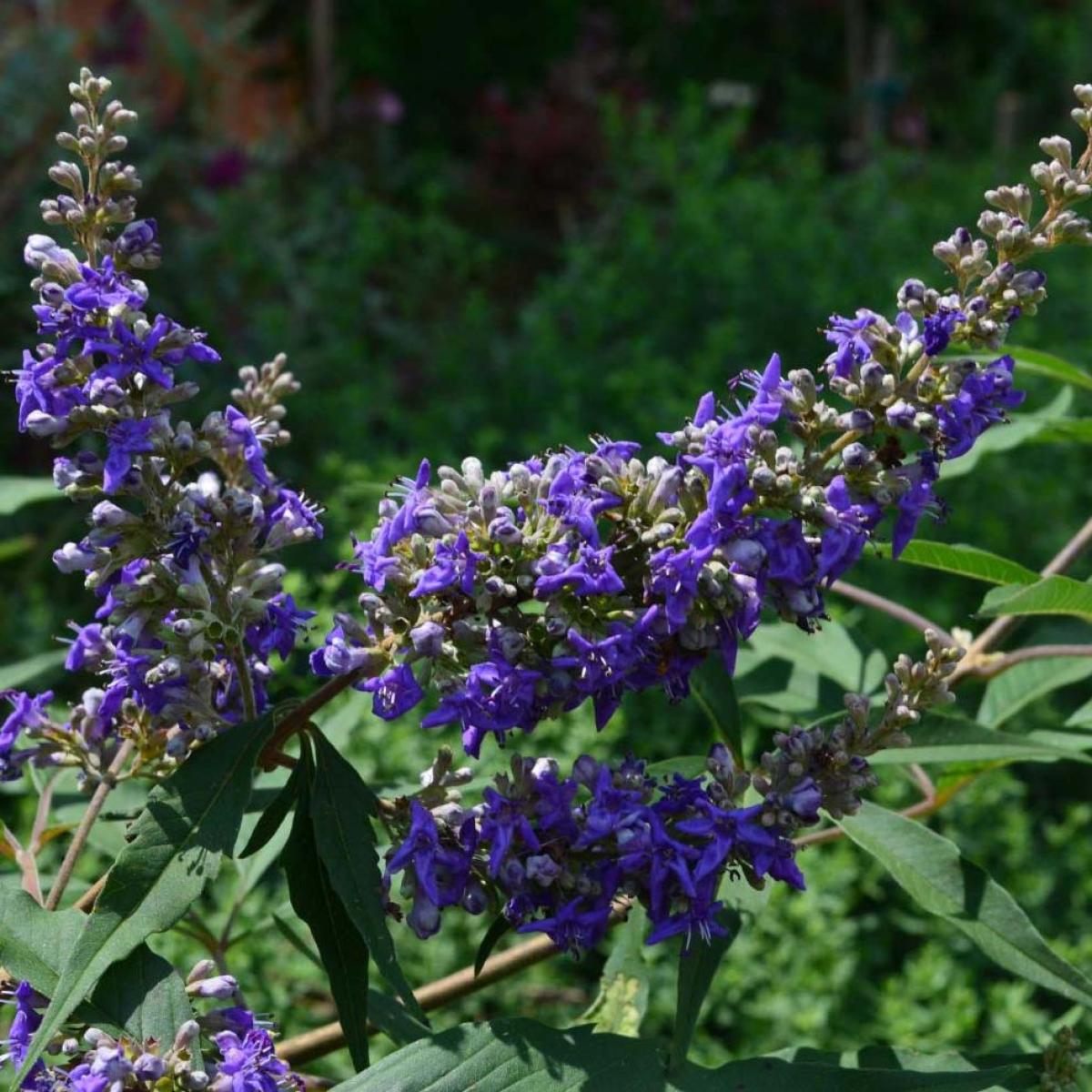 Vitex agnus-castus Delta Blues - Gattilier à fleurs bleues pourprées