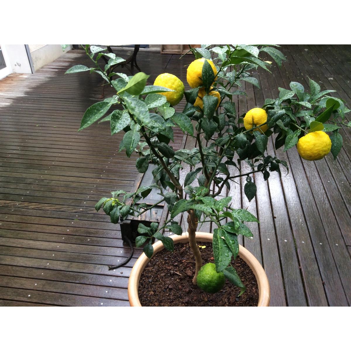 Citronnier Yuzu – Citrus junos - Agrume japonais à fruits parfumés