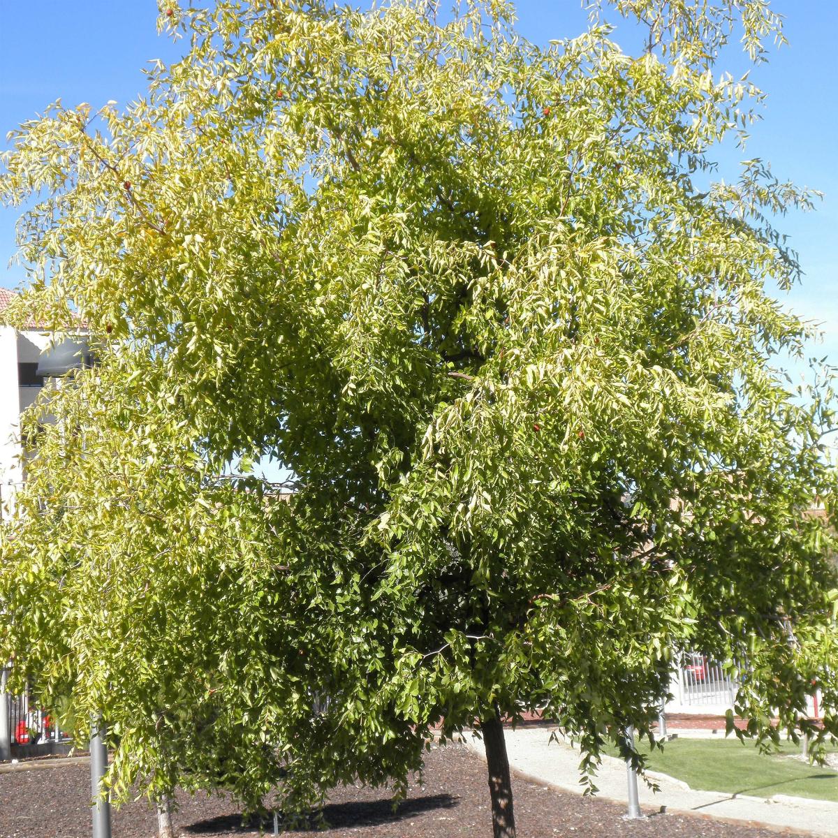 Jujubier commun - Ziziphus jujuba - Petit arbre fruitier méditerranéen