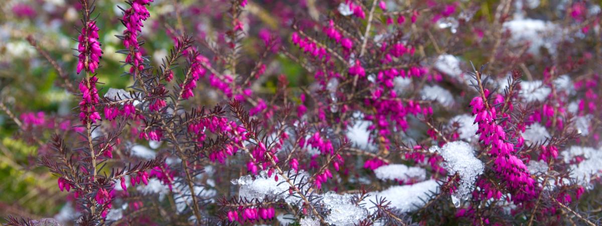 Promesse de Fleurs, plantes de jardin de qualité depuis 1950