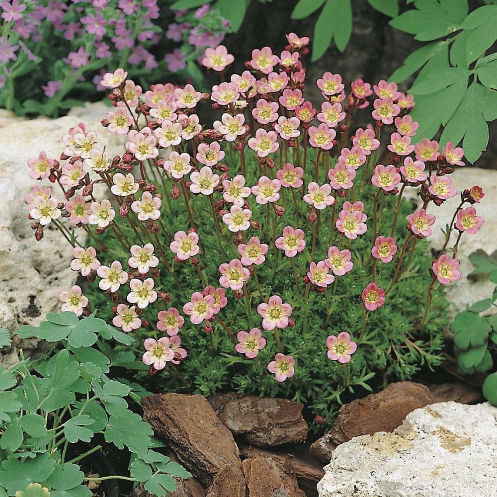 Saxifraga arendsii Compactum ou Stransfieldii - Saxifrage mousse ...