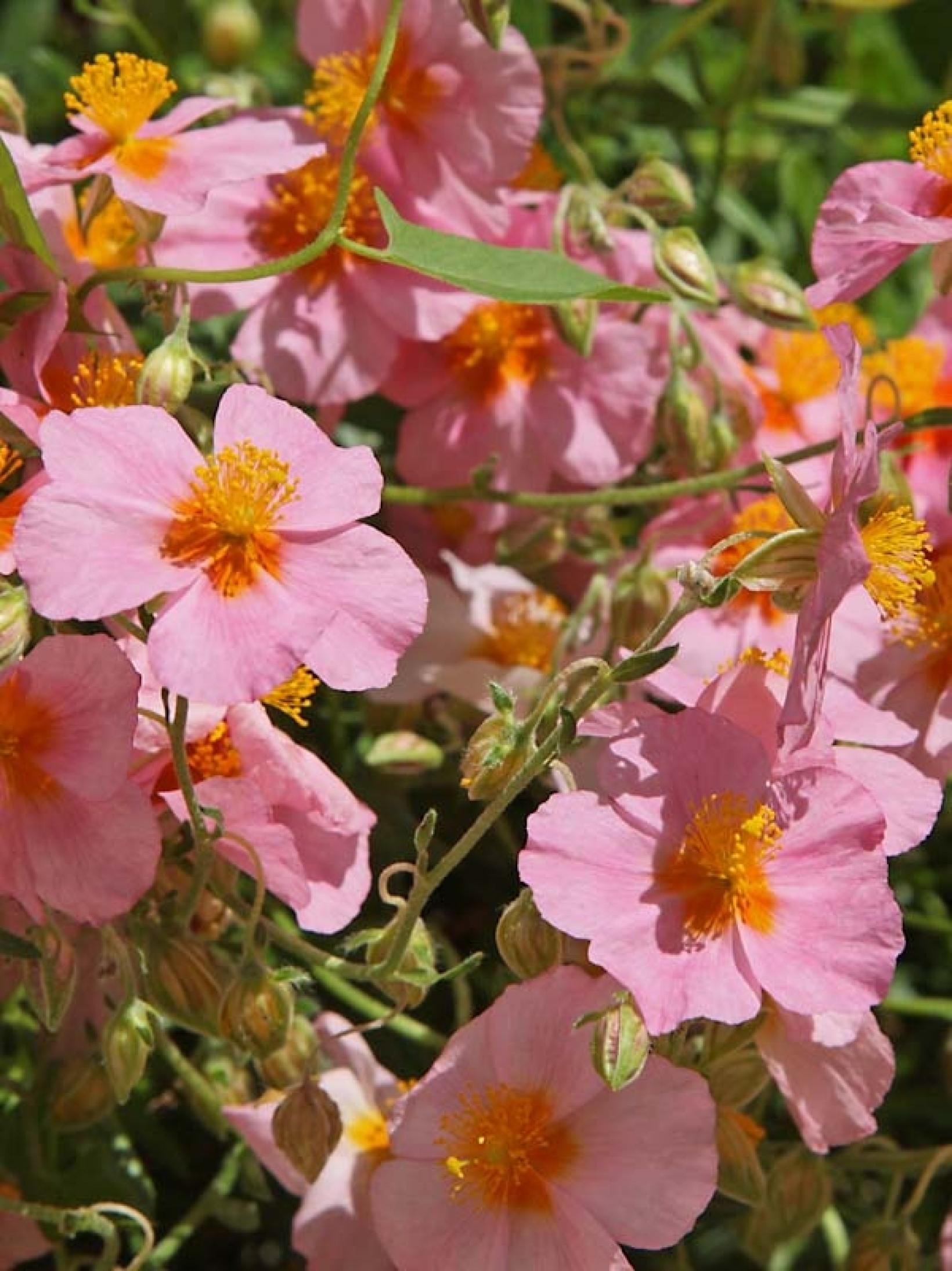Helianthemum Lawrenson's Pink - Hélianthème rose et jaune