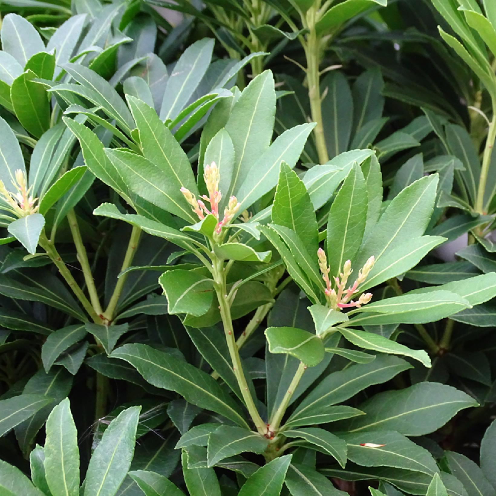 Pieris japonica Sarabande - Andromède du Japon nain à port arrondi, aux ...