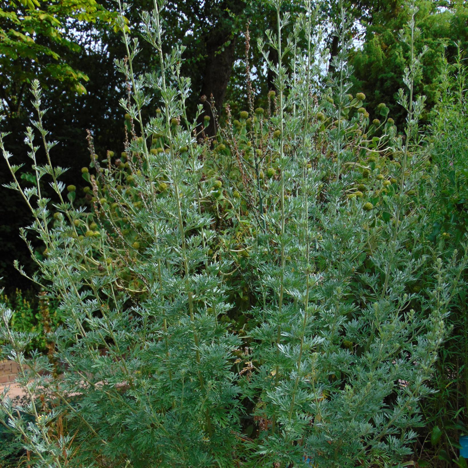 Absinthe - Artemisia absinthium - Plant d'aromatique